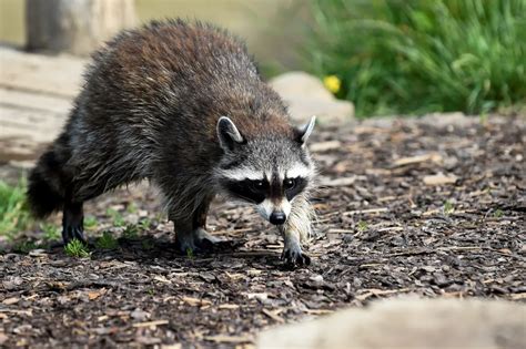 Medio Ambiente llama a entregar mapache voluntariamente El Munícipe