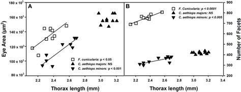 Eye area μm² and number of facets as functions of thorax length mm