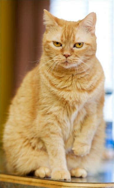 Descubre el significado de soñar con gatos interpretaciones y
