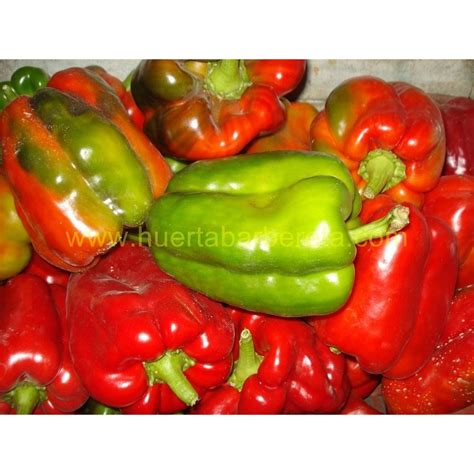 Plantar Pimientos Morrones Cultivo De Pimientos Morrones