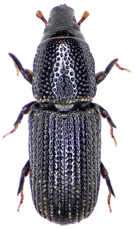 Réf 201057 INSECTA Coleoptera Curculionidae Brachytemnus