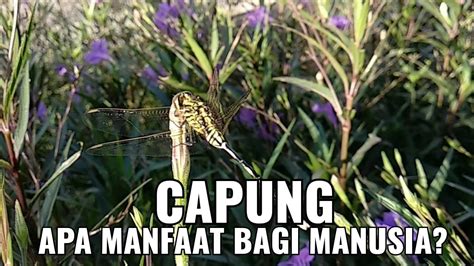 Capung Apa Manfaat Bagi Manusia Youtube