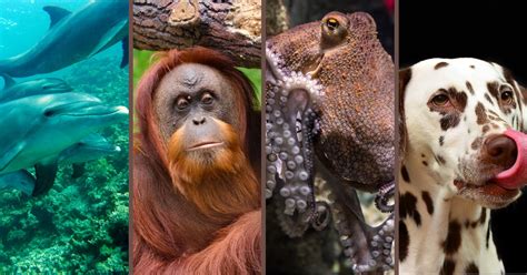 Os 15 Animais Mais Inteligentes Do Mundo Habilidades E Curiosidades