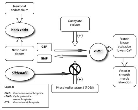 Sildenafil Mechanism