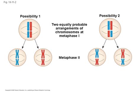 Chapter 13 Meiosis And Sexual Life Cycles Overview