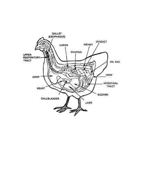 Figure 1 3 Internal Organs Of Chickens Poultry I