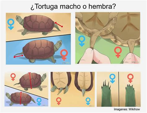 Edupeques Cómo saber si una tortuga es macho o hembra