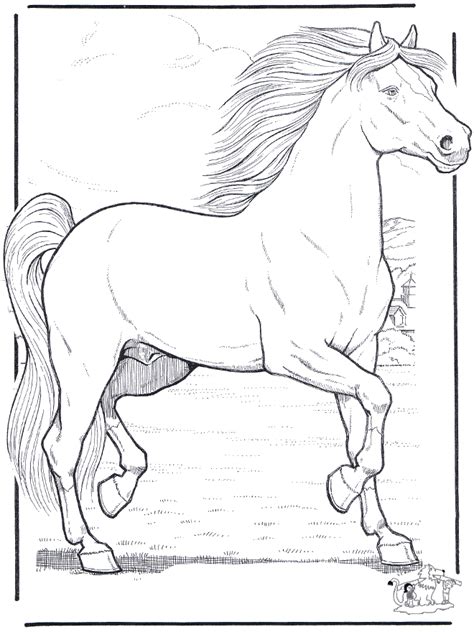Paard 3 Kleurplaten Paarden