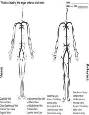 Arteries And Veins Labeling Worksheet Pdf Practice Labeling The Major