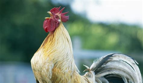 Qu Significa Que Un Gallo Cante A Las De La Ma Ana