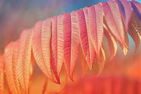 Löv Växt Falla Gratis foto på Pixabay
