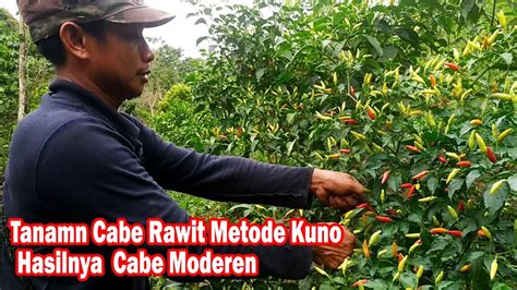 Ini Baru Metode Cara Tanam Cabe Rawit Paling Mudah Hasil Buahnya