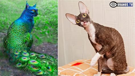 10 RAREST Cat Breeds In The World YouTube