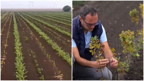 El este românul care a înființat de la zero o adevărată pădure A