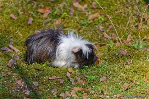 Ronny Schedel Tierpark Cottbus 2021