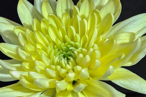 Blomma Flora Bloom Gratis foto på Pixabay Pixabay