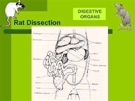 Rat Dissection L The Following Slides Are Intended