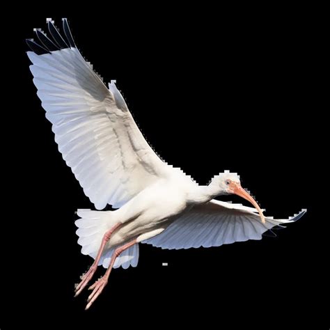 Bay County Florida Bird Conservation Bay County Audubon Society