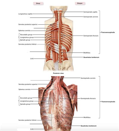 Posterior Thoracic Muscles Diagram Quizlet