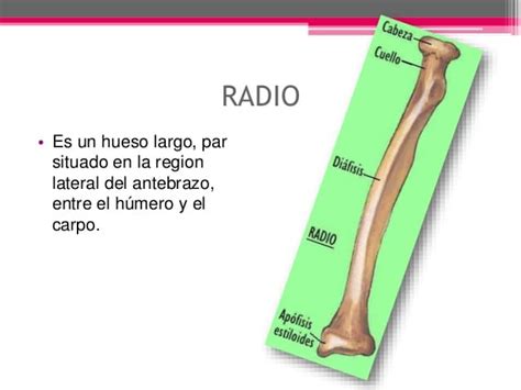 HUESOS CORTOS Definición Función Cuáles son Tipos y más