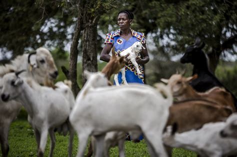 Progress In Fighting Peste Des Petits Ruminants