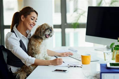 Descubra Como Definir A Margem De Lucro Para O Seu Pet Shop