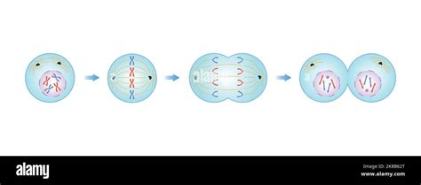 Scientific Designing Of Mitosis Phases Cell Division Colorful