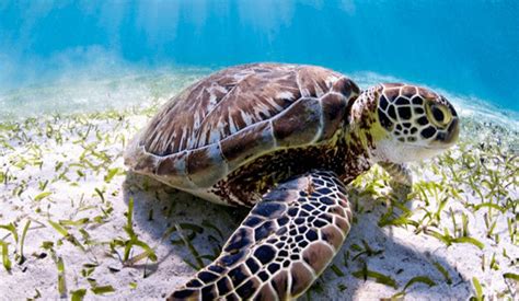Qu Significa So Ar Con Tortugas Verdes Cultivando El Medio Ambiente