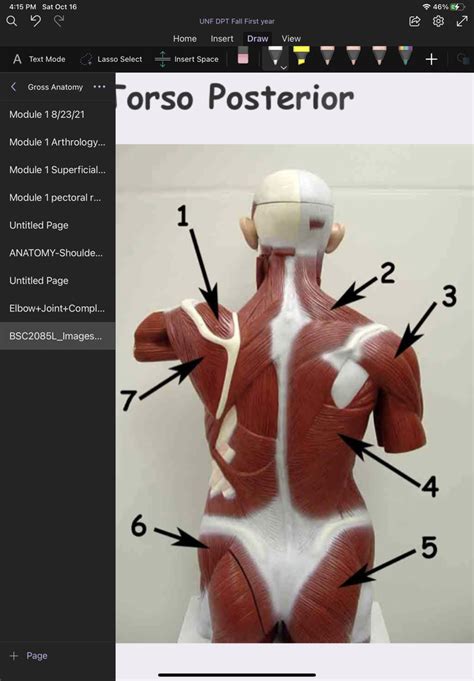 Torso Posterior Diagram Quizlet