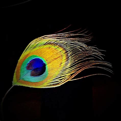 Peacock Feather Spiritual Meaning