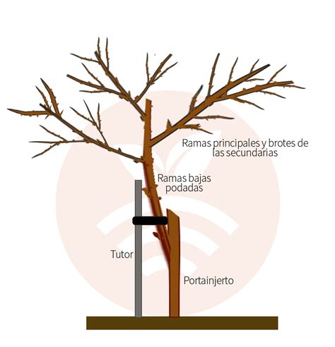 Pistacho En Espa A Cuidados Riego Con Sensores Plantae