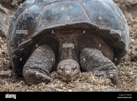 Galapagos Giant Tortoise Chelonoidis Nigra Part Of The Captive