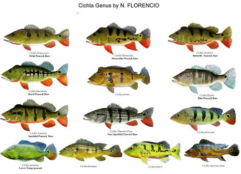 Poster de Peixes Galeria de Peixes de Água Doce Aquariofilia Net