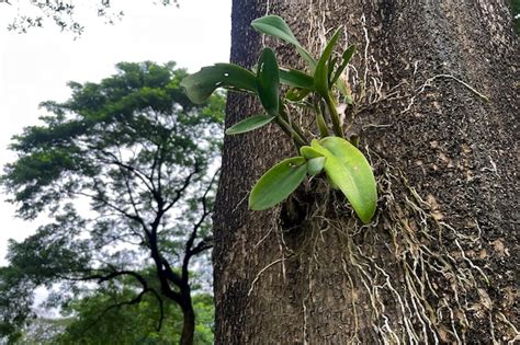 As orquídeas crescem naturalmente em uma grande árvore muitas