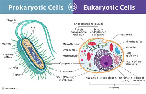 Eukaryotic And Prokaryotic Cells Differences