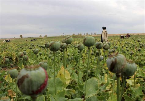 Opium Poppy Production In Afghanistan Plummets By 95 Under Taliban Ban