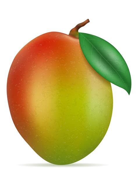 manga fresca fruta exótica madura 1735926 Vetor no Vecteezy