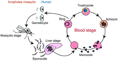 Stages Of Plasmodium