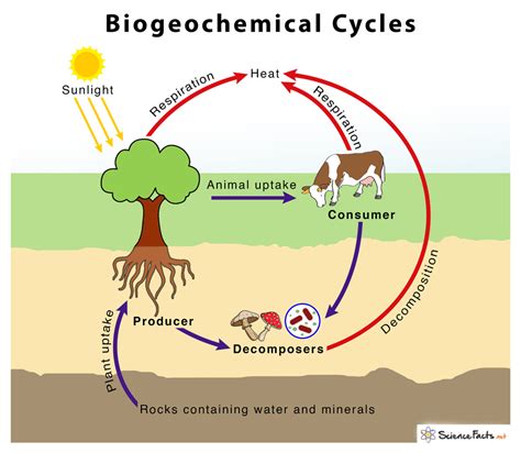 Biogeochemical Cycles Venn Diagram Biogeochemical Cycle As N