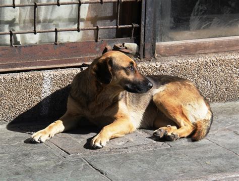 Comienza campaña gratuita de esterilización de mascotas en Puerto Varas