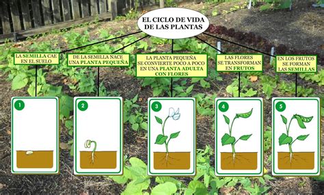 EXPLORADORES DE APRENDIZAJE EL CICLO DE VIDA LAS PLANTAS Mapa