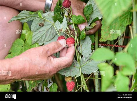 Lampone Rosso Immagini E Fotos Stock Alamy