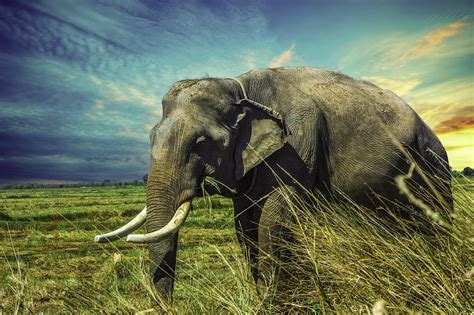 5 000 Kostenlose Elefant Natur Fotos Pixabay