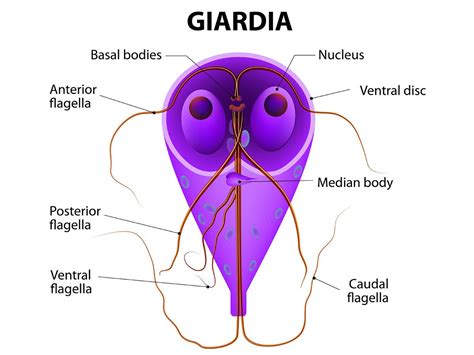 Giardiasis Prevention And Treatment Bruin Blog