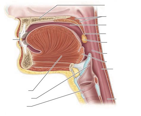 Anatomy Of The Oral Cavity And Pharynx Diagram Quizlet