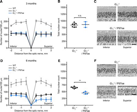 Overexpression Of P97 Affects Photoreceptor Survival In G 1 Mice