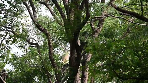 Rear Melanistic Black Leopard On A Tree With Langurs Pench Tiger