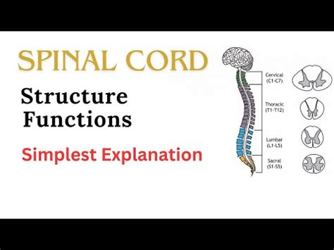 Spinal Cord Structure And Function Biopsychology Education