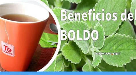 Propiedades Y Beneficios Del Boldo