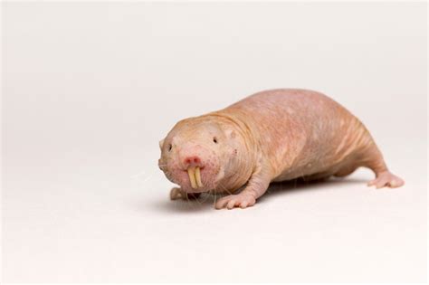 Naked Mole Rat Heterocephalus Glaber Joel Sartore